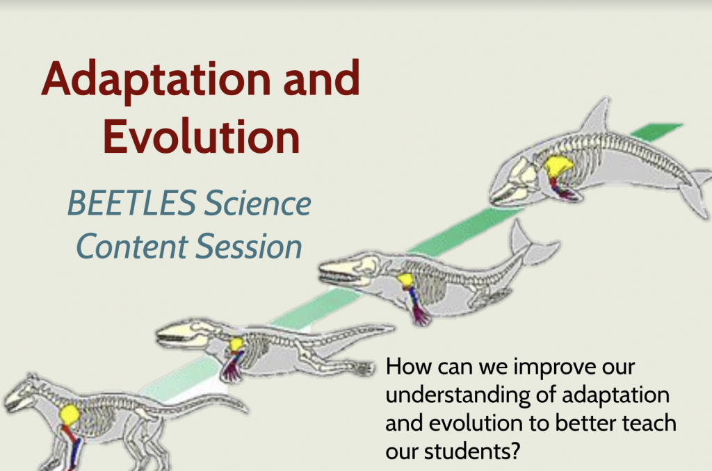Beetles Project Adaptation and Evolution - Beetles Project
