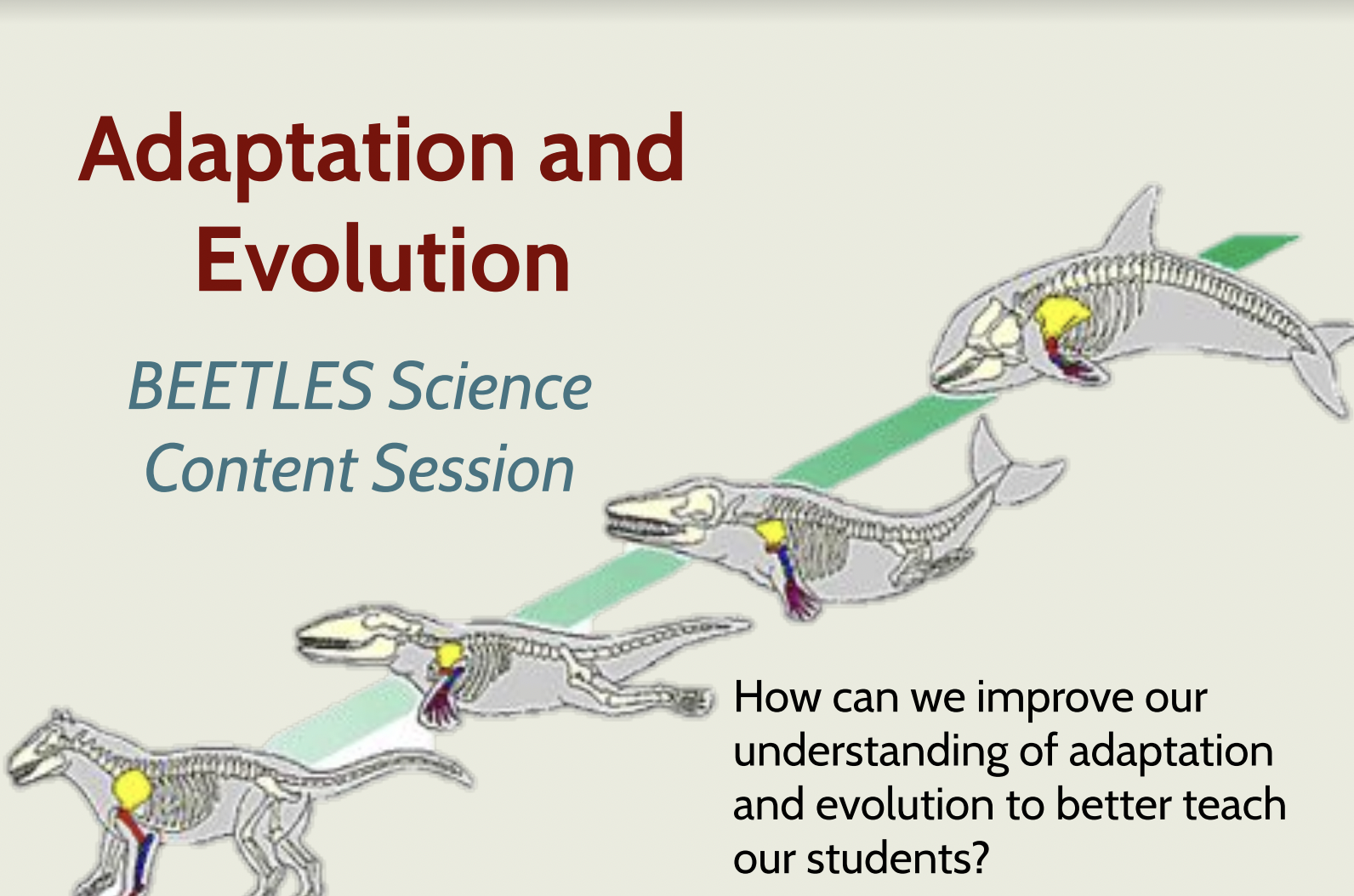 Beetles Project Adaptation and Evolution - Beetles Project